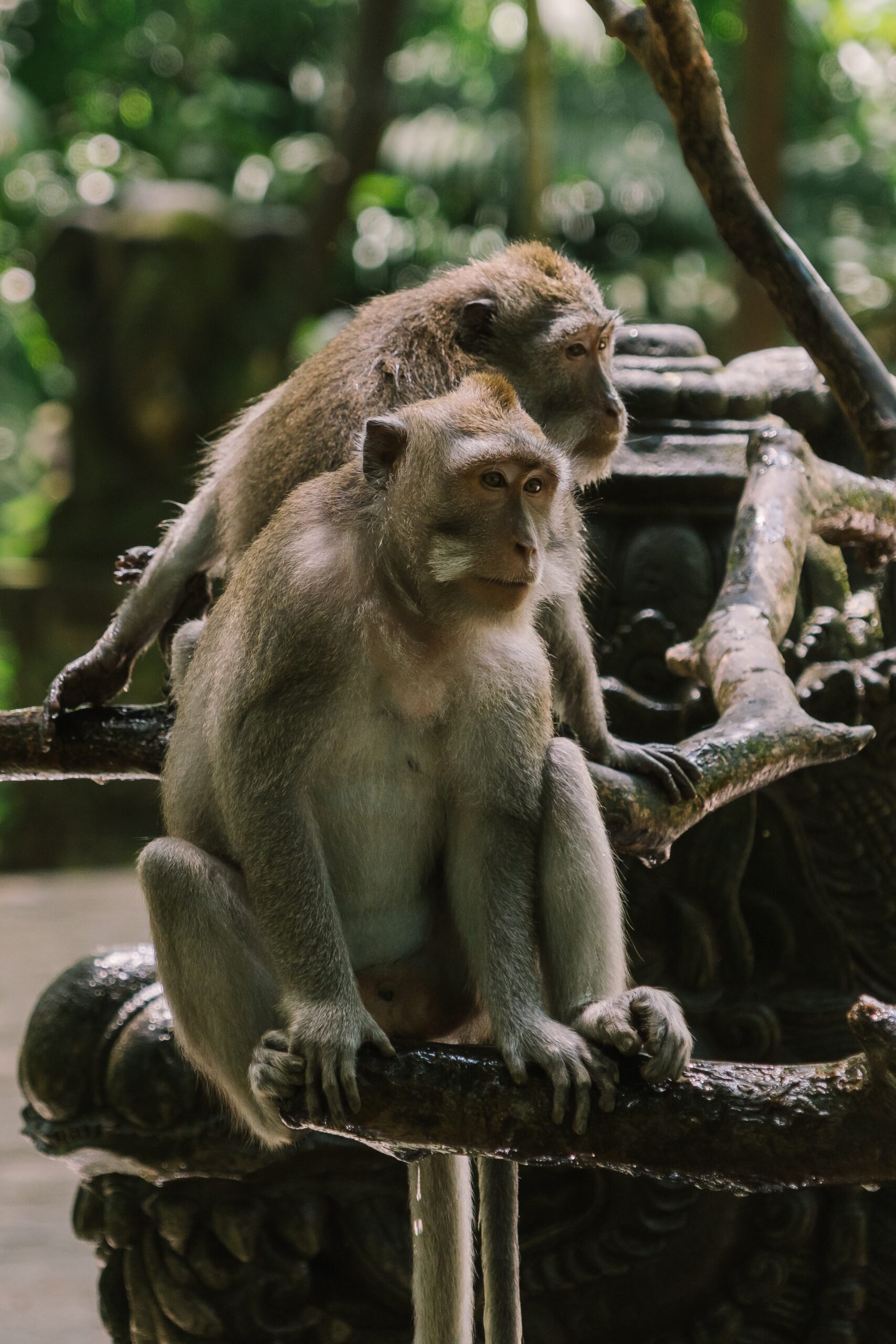 World Primates Day - Punjab Wildlife and Parks Department